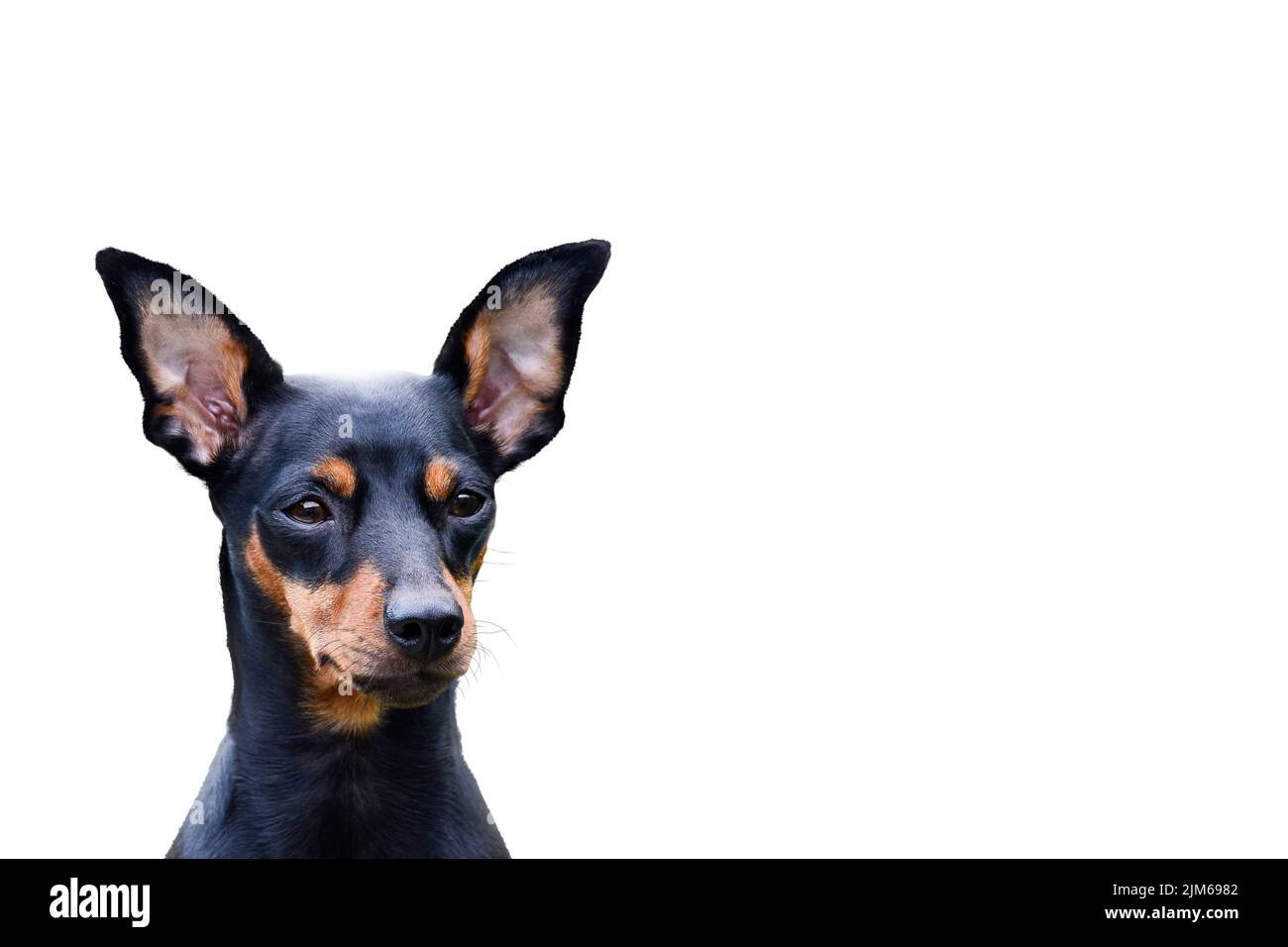 White Miniature Doberman