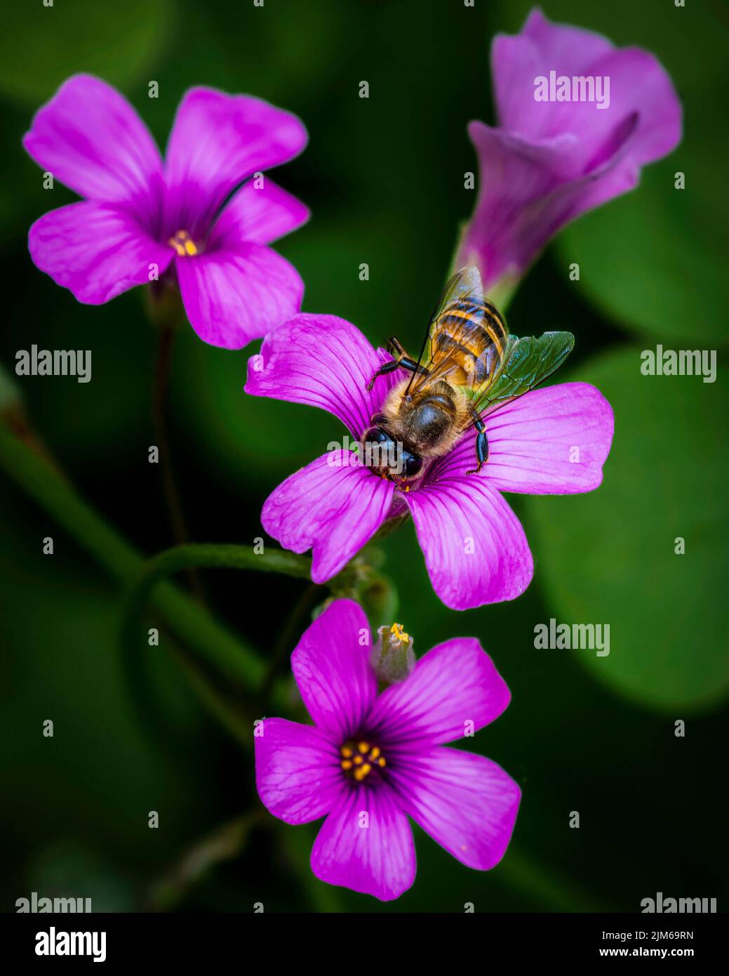 A closeup shot of a bee collecting nectar on a violet wood-sorrel ...