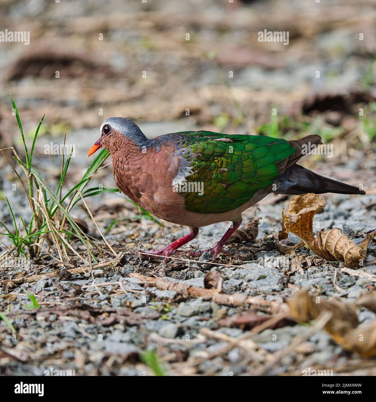 The Common emerald dove (bird of Borneo) standing outdoors on the ...