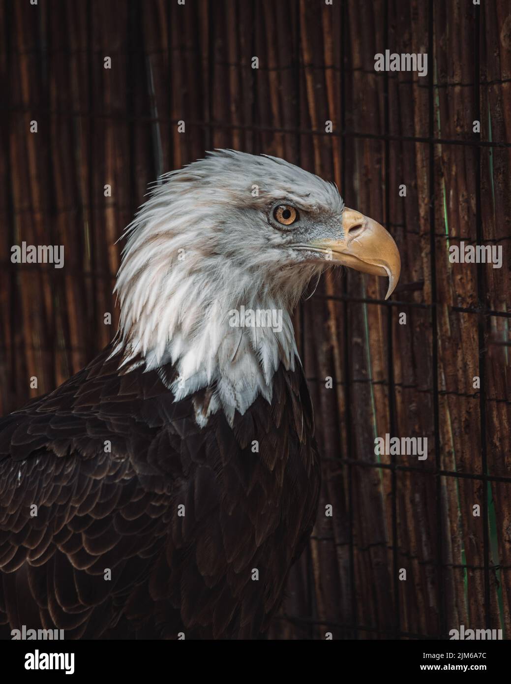 A vertical, profile view of a Bald eagle with a blurred background ...