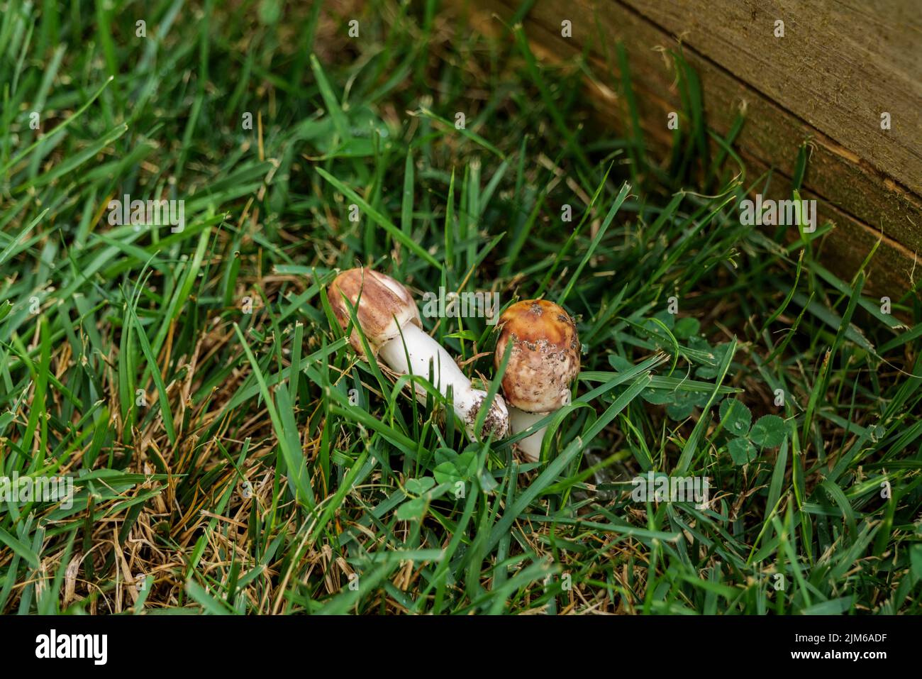 A macro of a wild chanterelle mushroom growing among the moss and grass ...