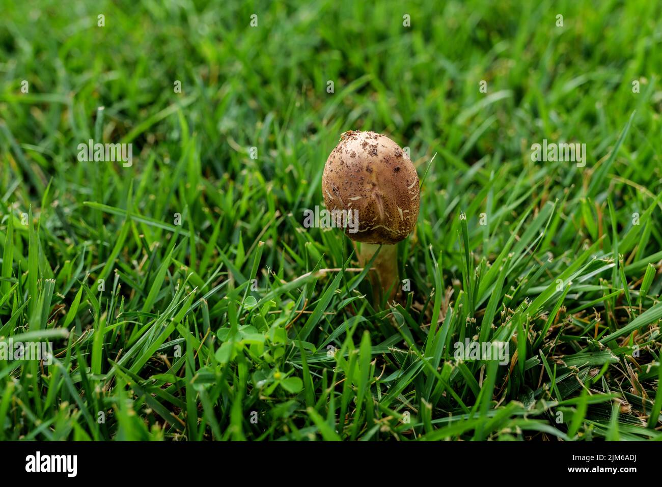 A macro of a wild chanterelle mushroom growing among the moss and grass ...