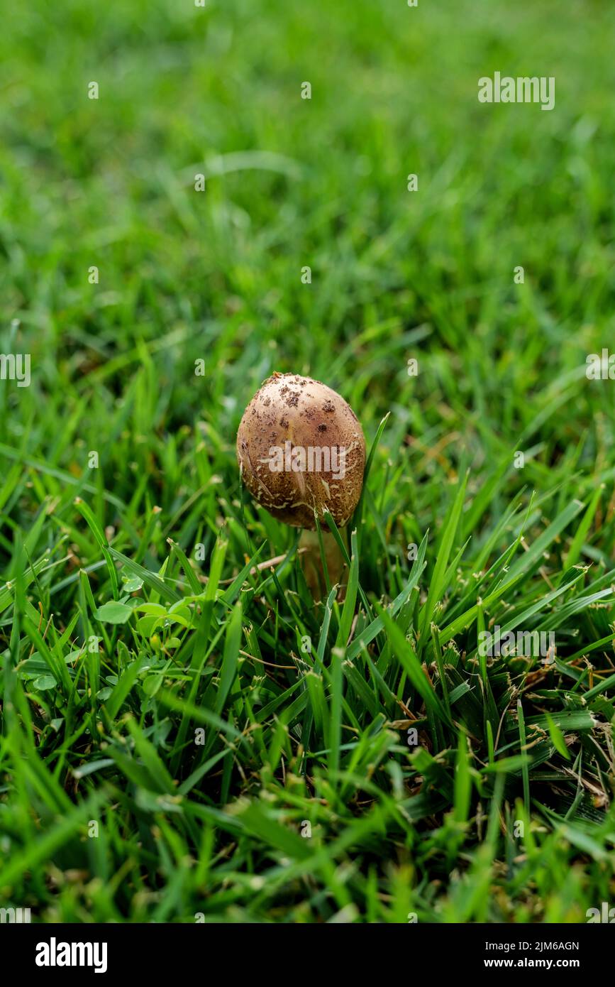 A macro of a wild chanterelle mushroom growing among the moss and grass ...