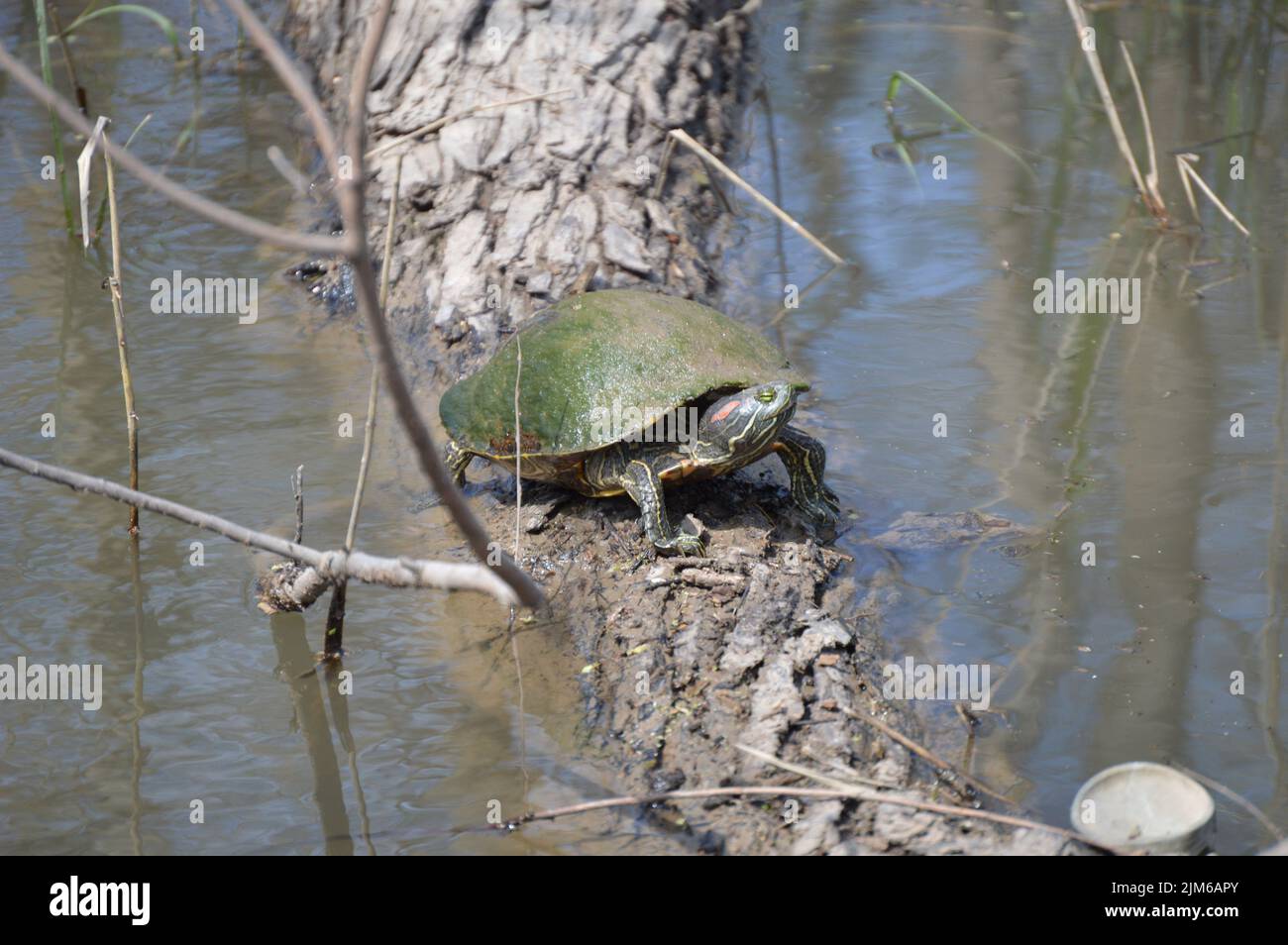A beautiful green turtle walking on a laying tree in a lake Stock Photo ...