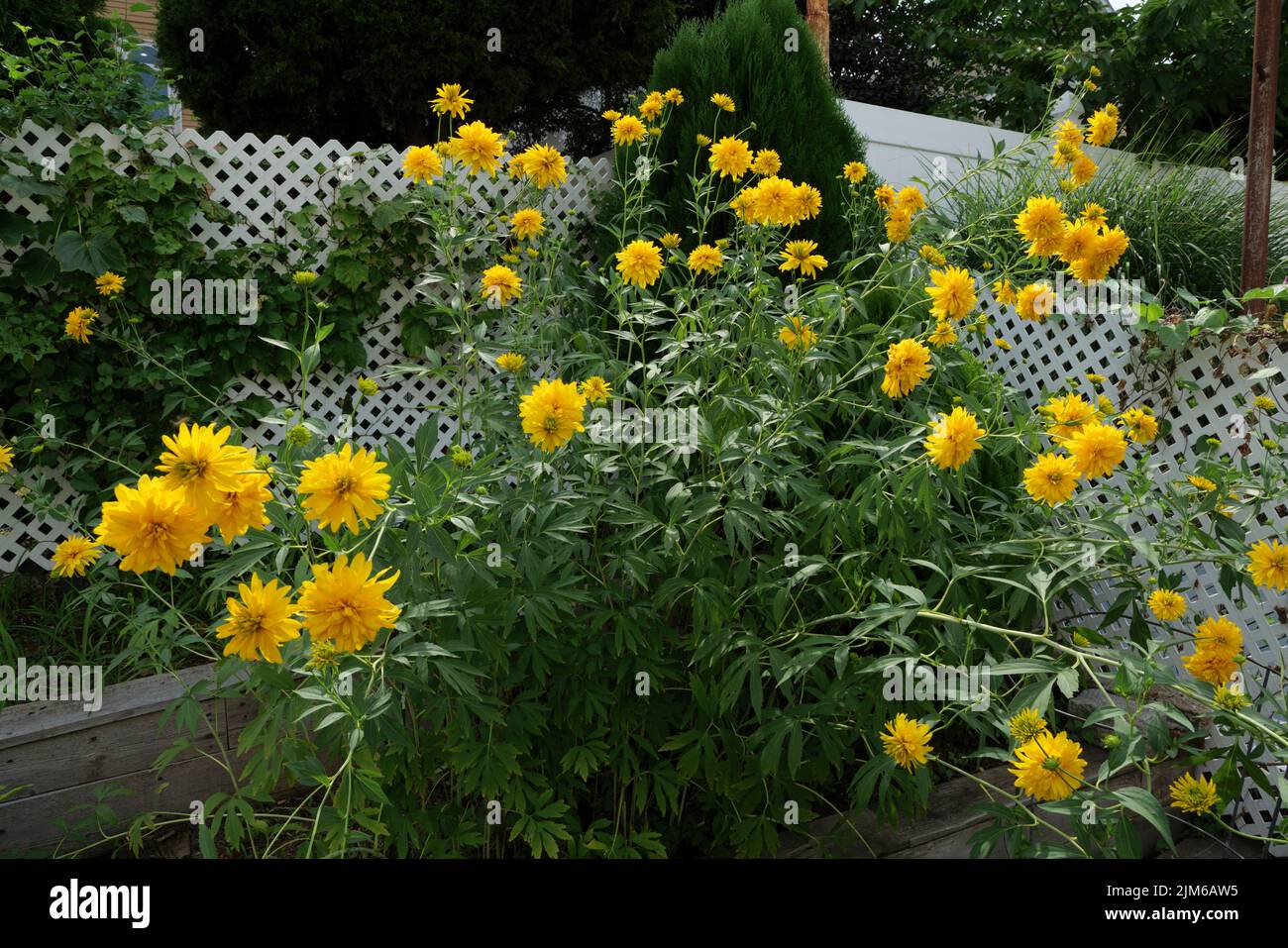 Coreopsis lanceolata 'Sterntaler' a summer flowering plant with yellow ...
