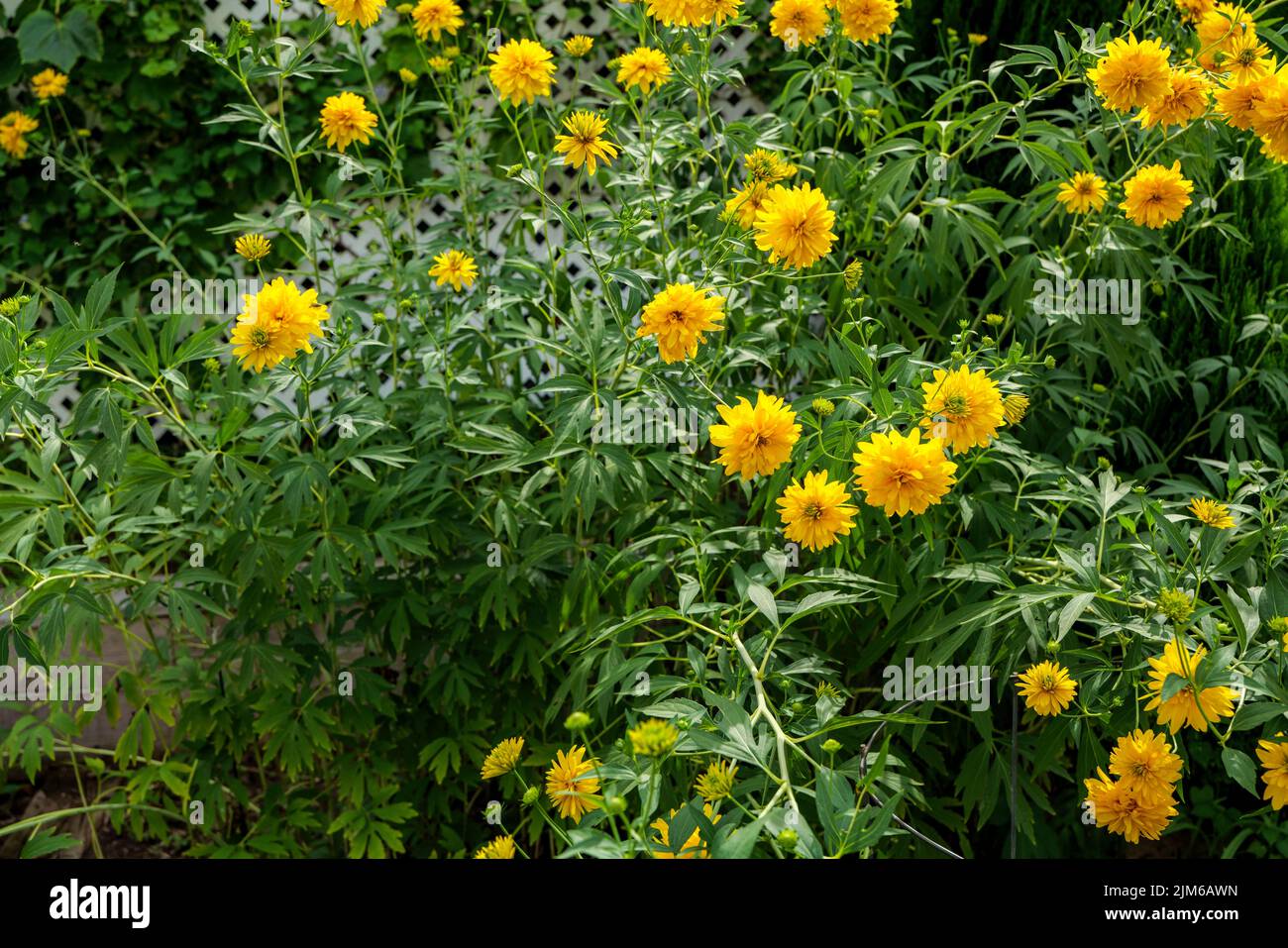 Coreopsis lanceolata 'Sterntaler' a summer flowering plant with yellow ...