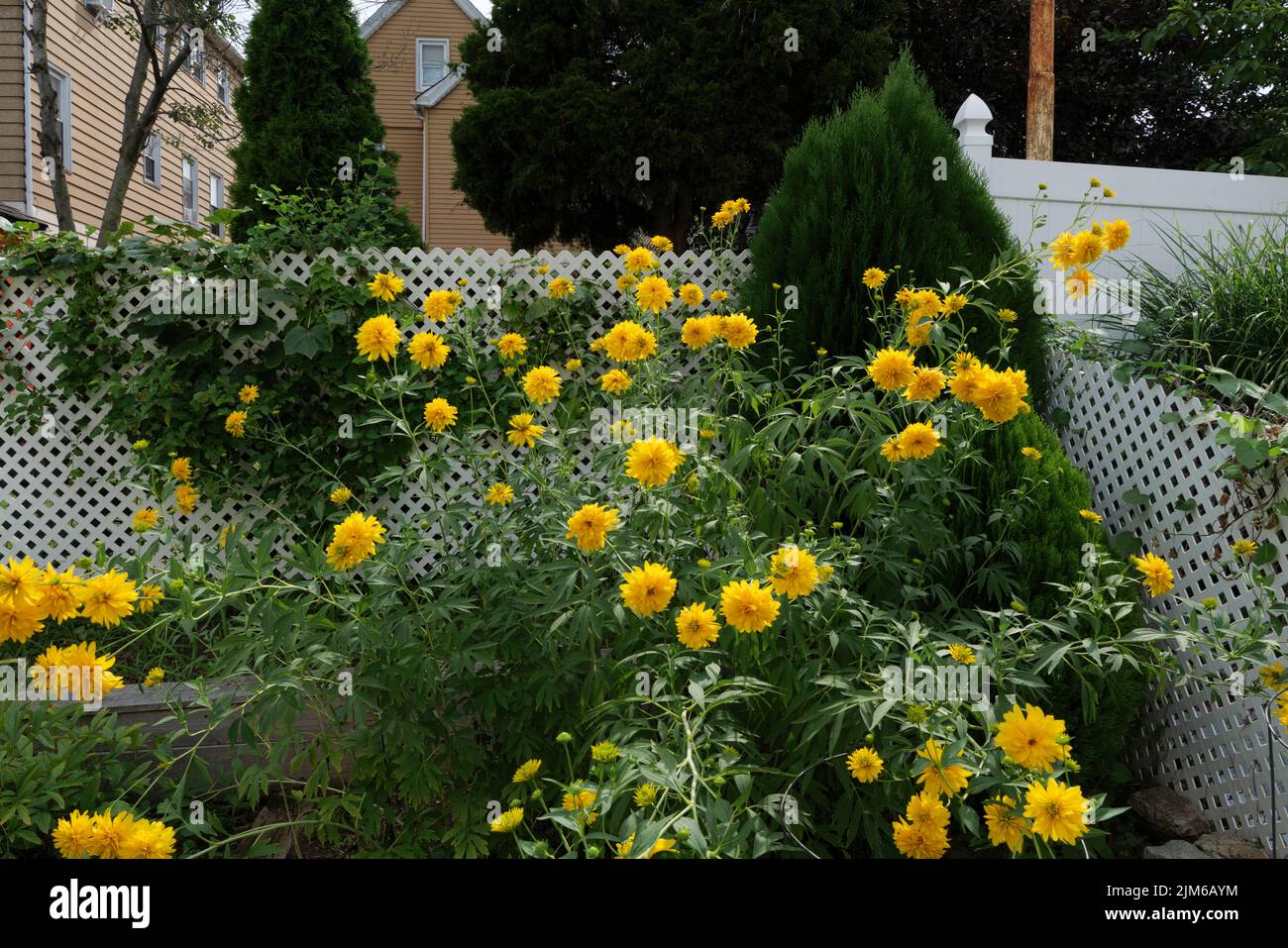 Coreopsis lanceolata 'Sterntaler' a summer flowering plant with yellow ...