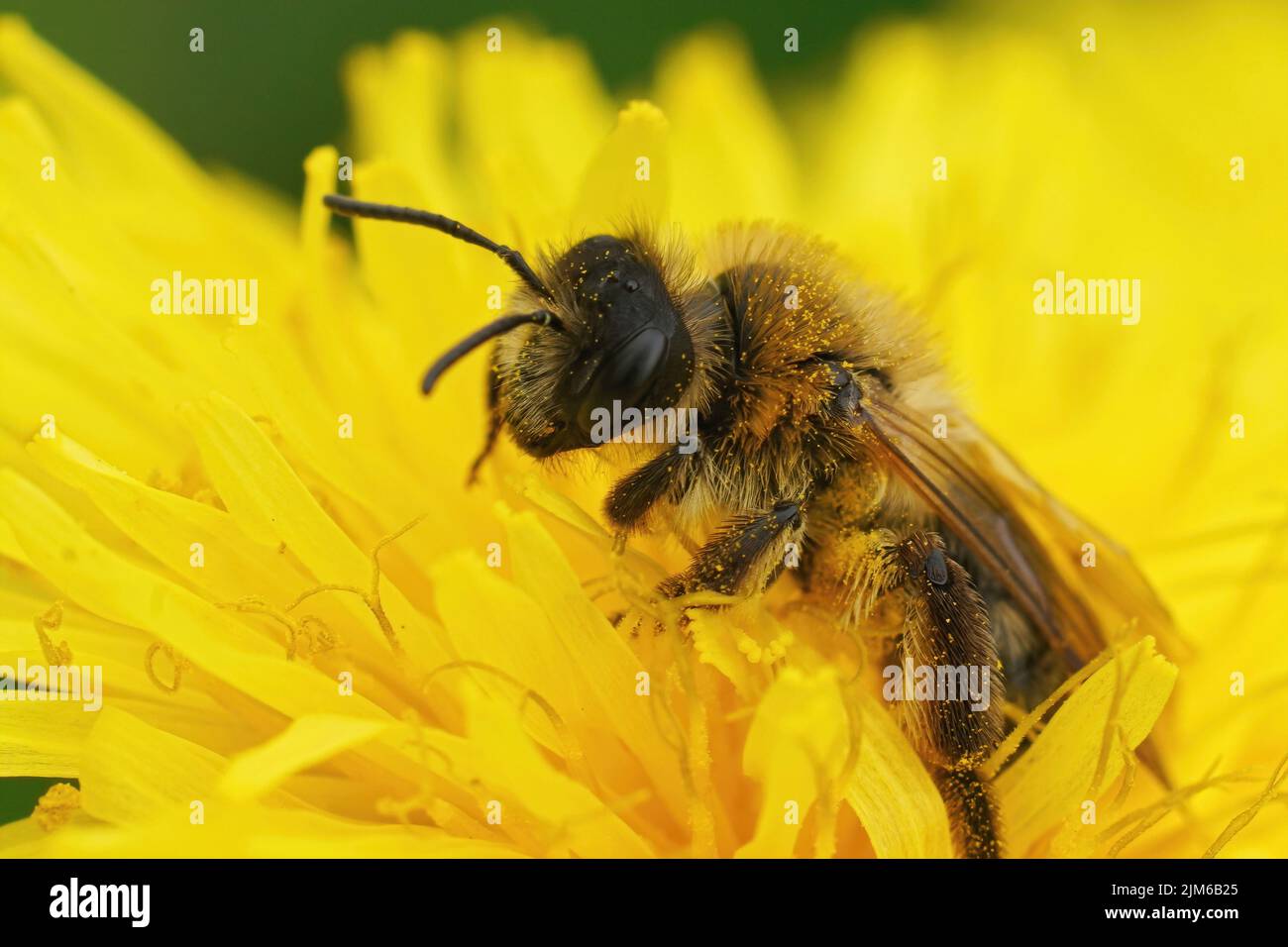 Closeup on a large, hairy female Grey-patched mining bee sitting inside ...