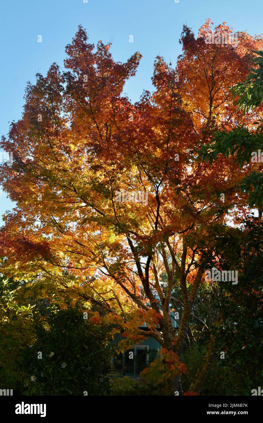 A display of autumn color at Katoomba in the Blue Mountains of ...