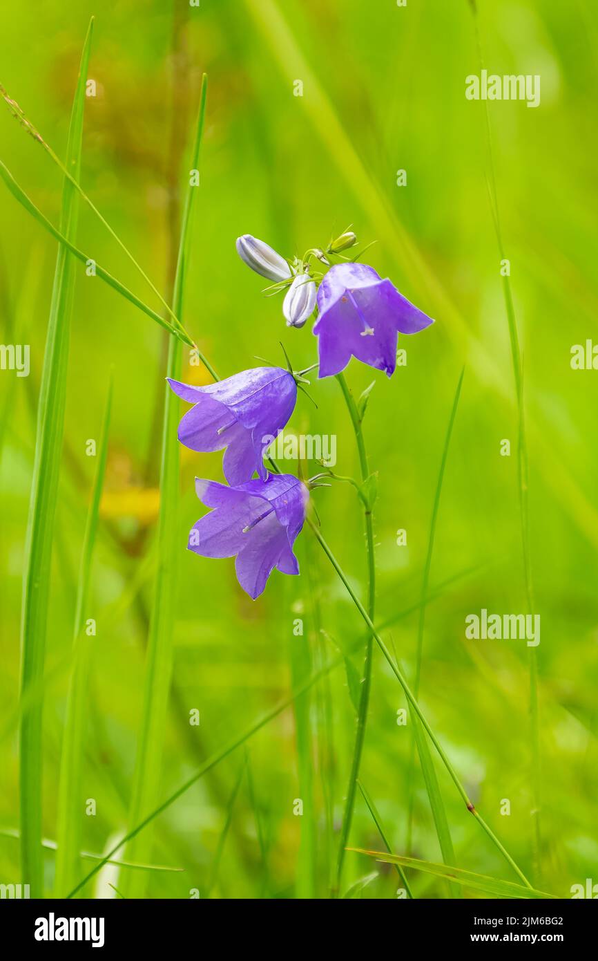 Campanula in spring, beautiful blue bellflower Stock Photo - Alamy