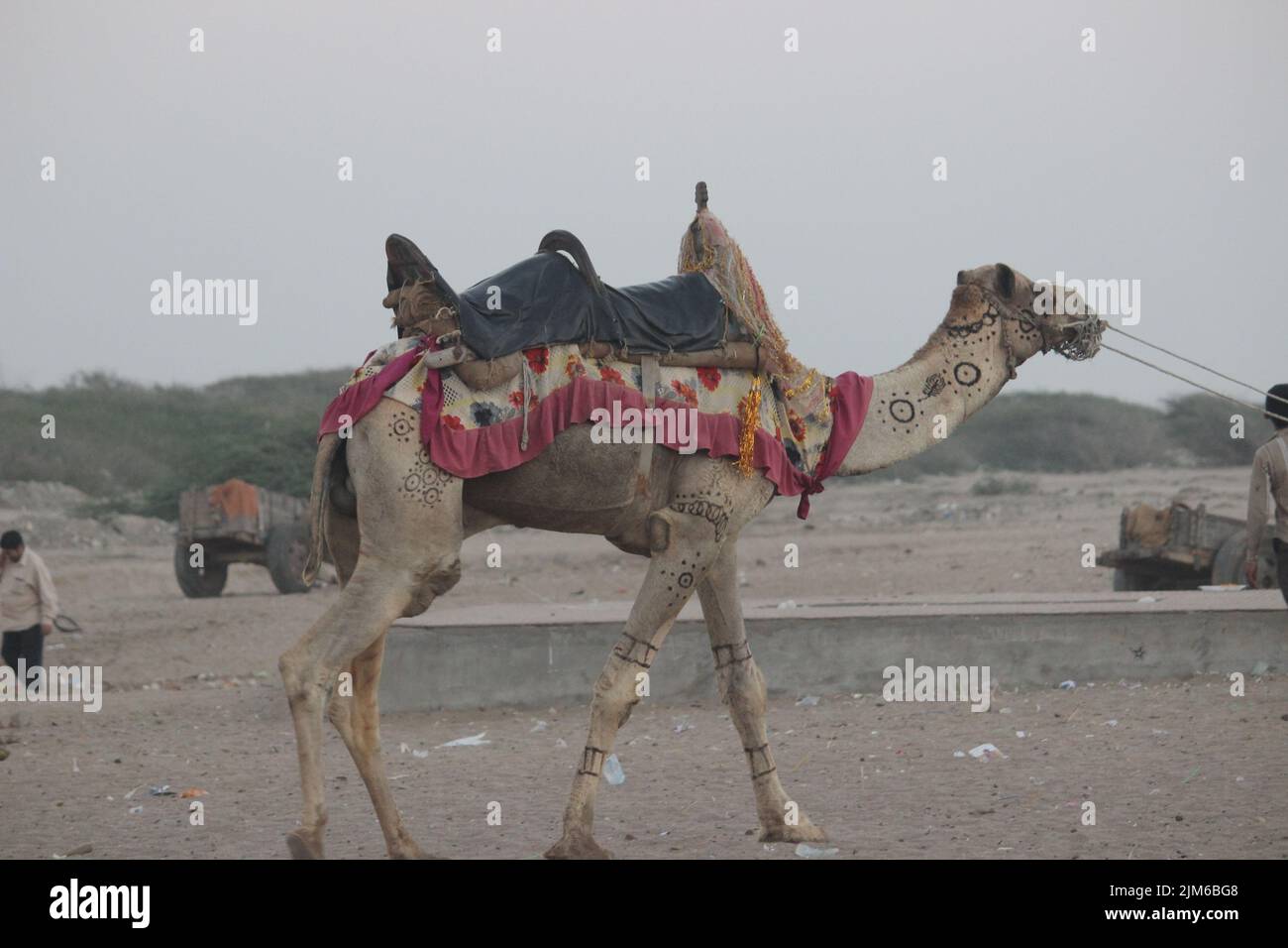Camel with a seat hi-res stock photography and images - Alamy