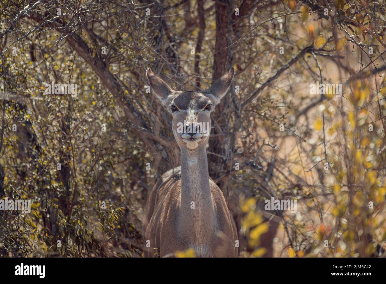 A closeup of a deer standing against dry trees of a safari Stock Photo ...