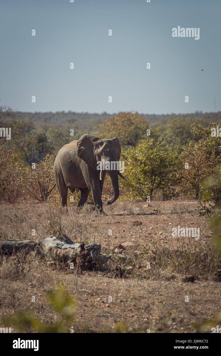 A vertical shot of an elephant walking alone in a game reserve in ...