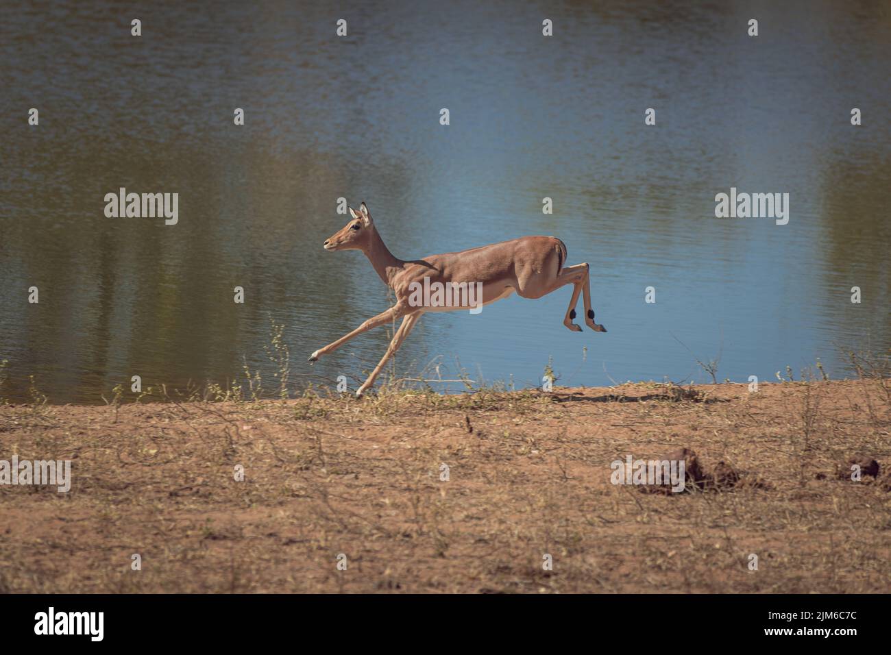 Running water buck hi-res stock photography and images - Alamy