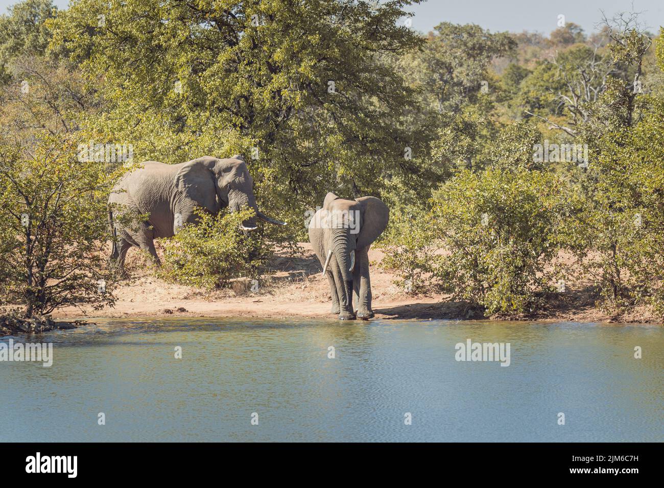 A closeup of elephants drinking water from the pond in the safari Stock ...