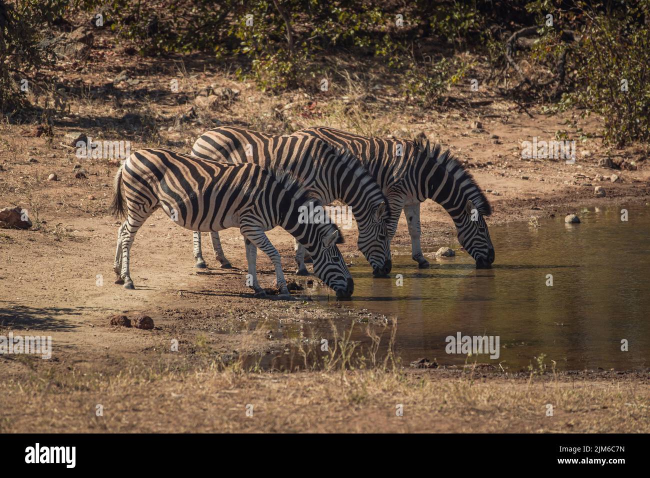 A beautiful shot of zebras drinking water from an oasis Stock Photo - Alamy