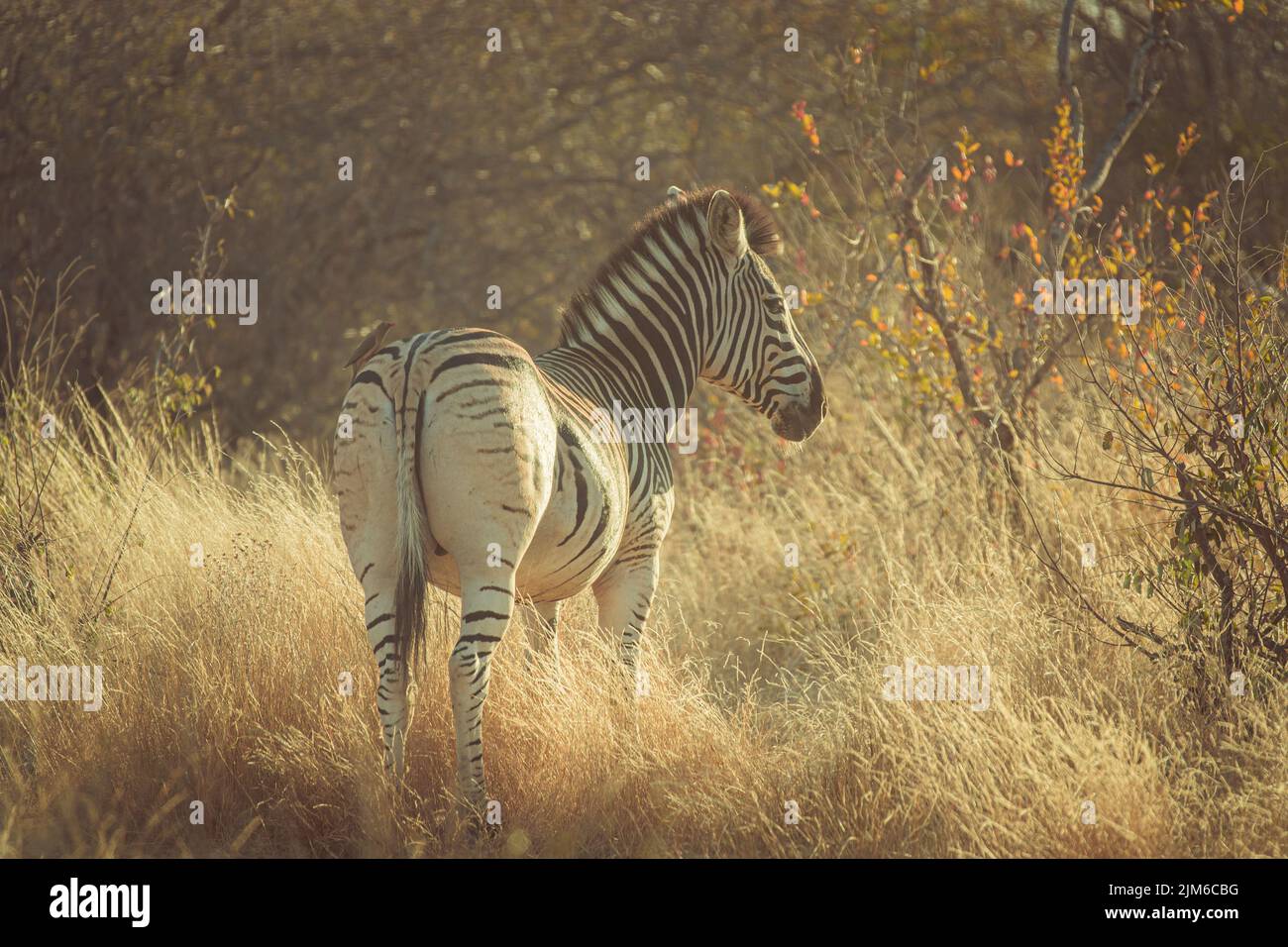 A beautiful shot of a zebra in a grassland Stock Photo - Alamy