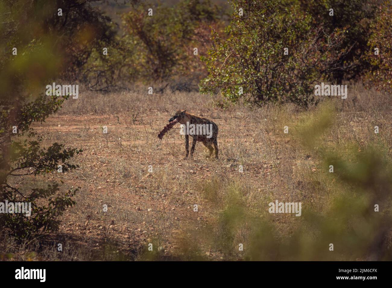 A closeup of a Hyaena biting big bone in Safari Stock Photo - Alamy