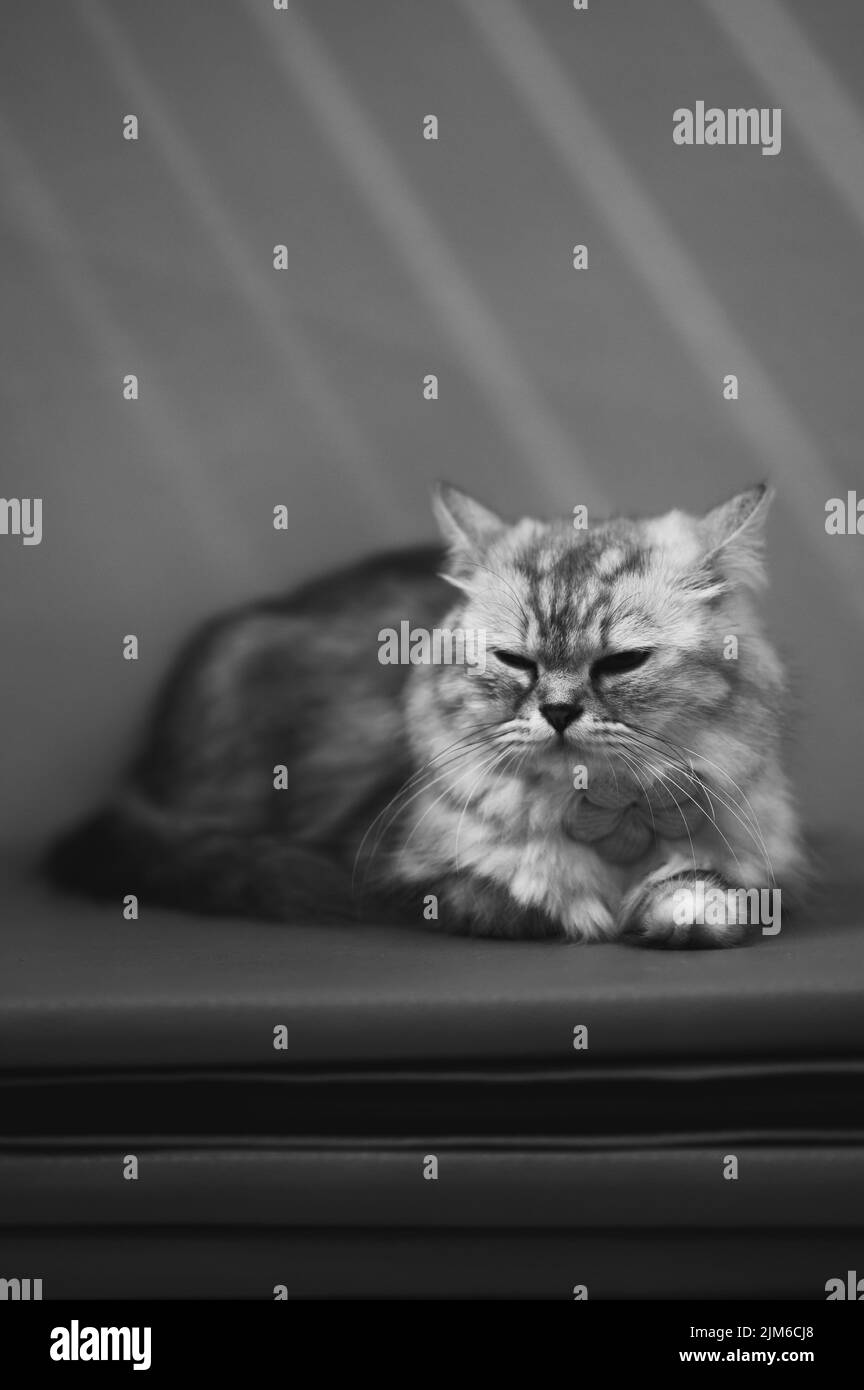 A vertical shot of a cute, fluffy cat with a dissatisfied face lying on ...