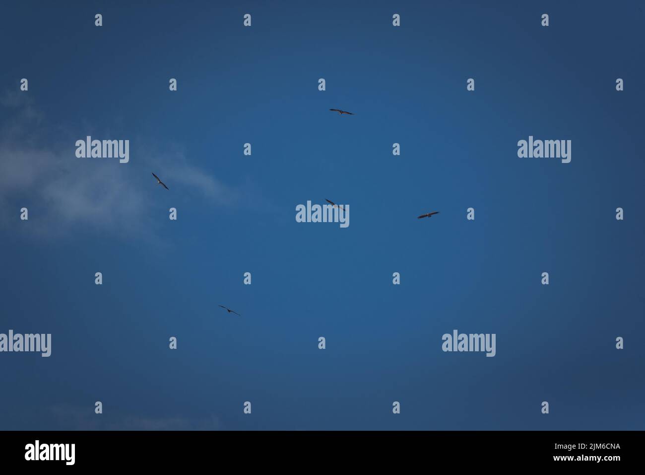 A scenic view of vultures flying in the blue sky in Africa Stock Photo ...