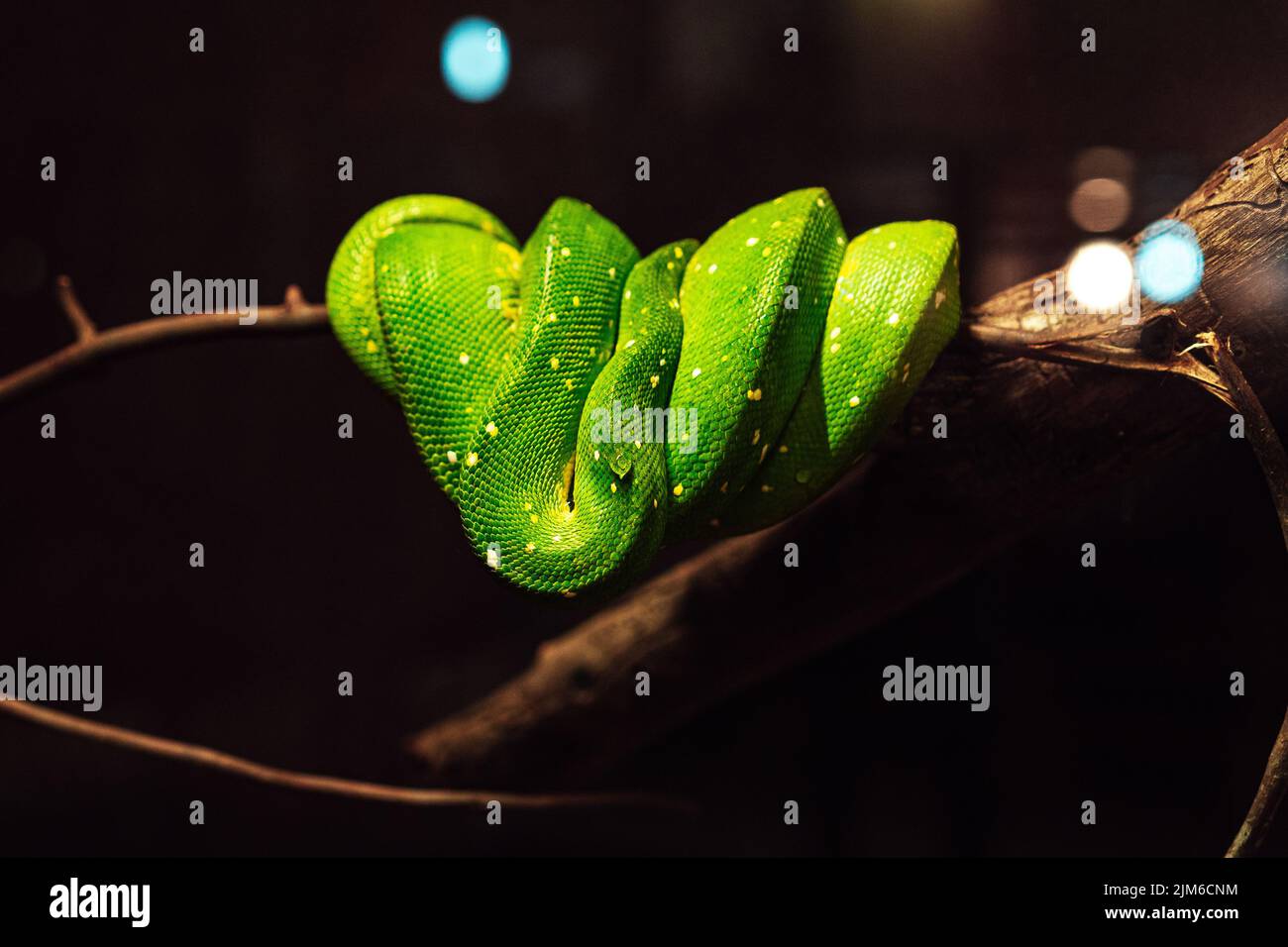 A green long snake wrapped on a branch on a dark background Stock Photo ...