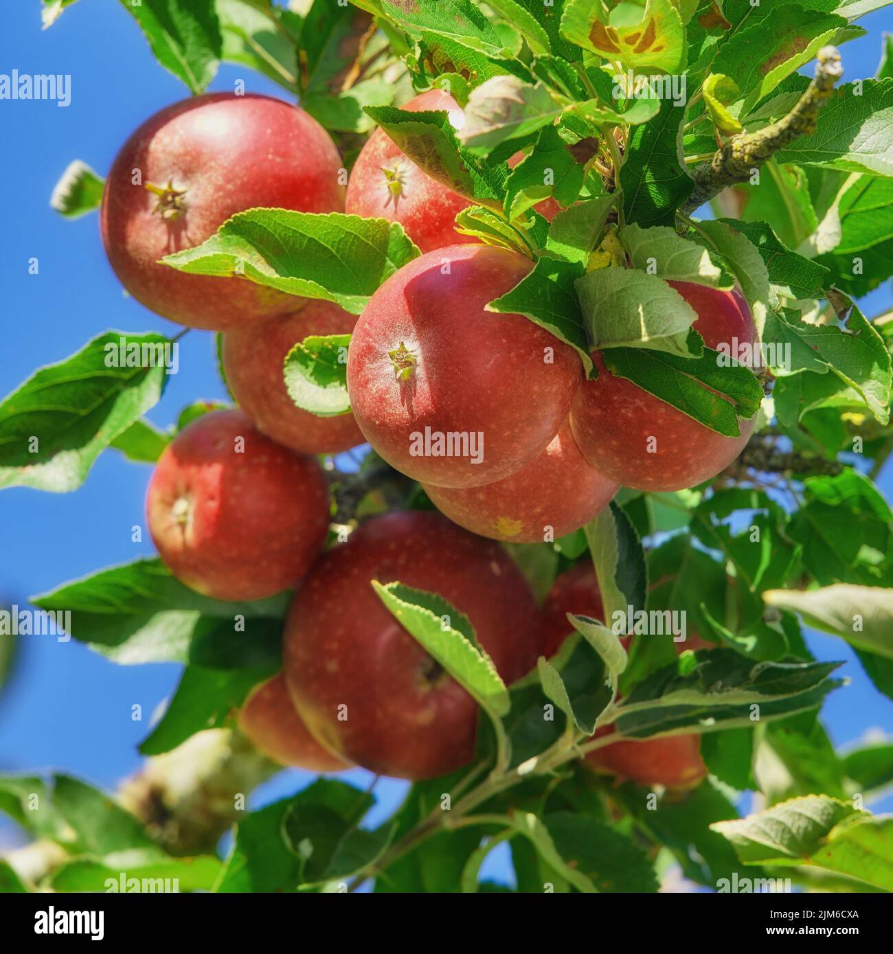 Red Apples in my garden. A photo of tasty and beautiful apples in my ...