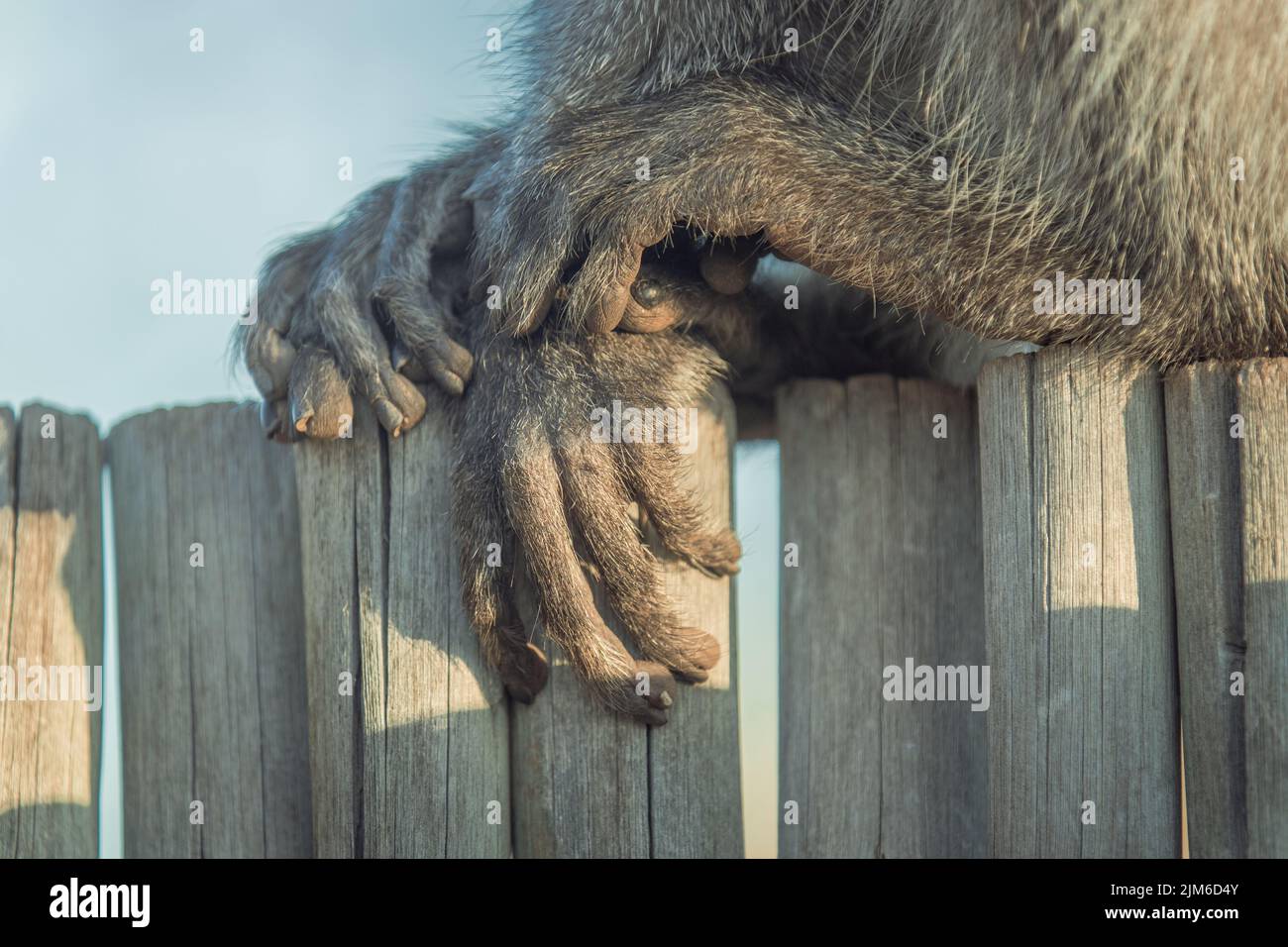 Monkey hands hi-res stock photography and images - Alamy
