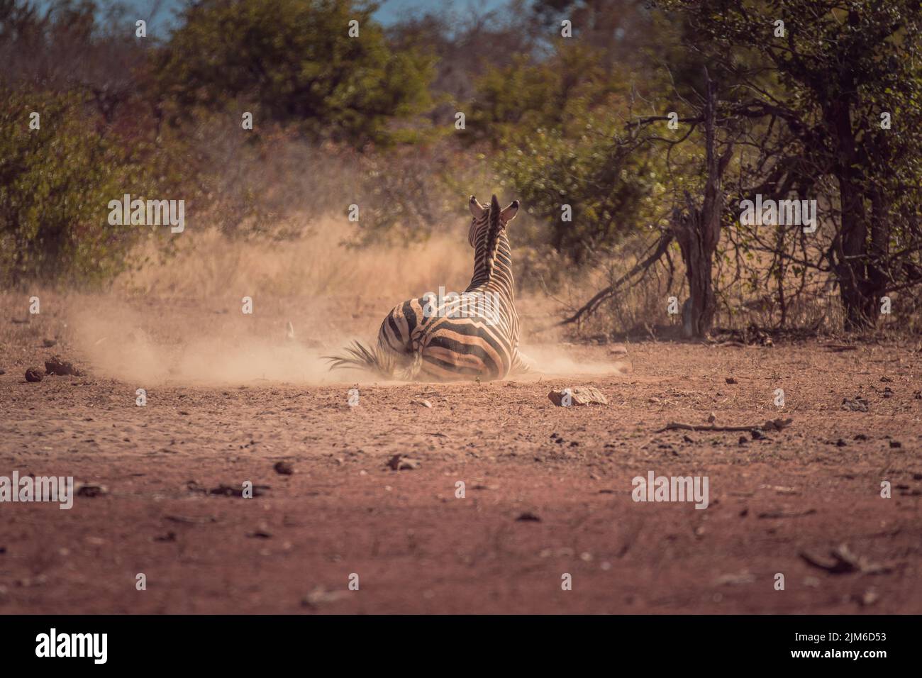 A zebra lying on the ground in a game reserve in Africa surrounded by ...