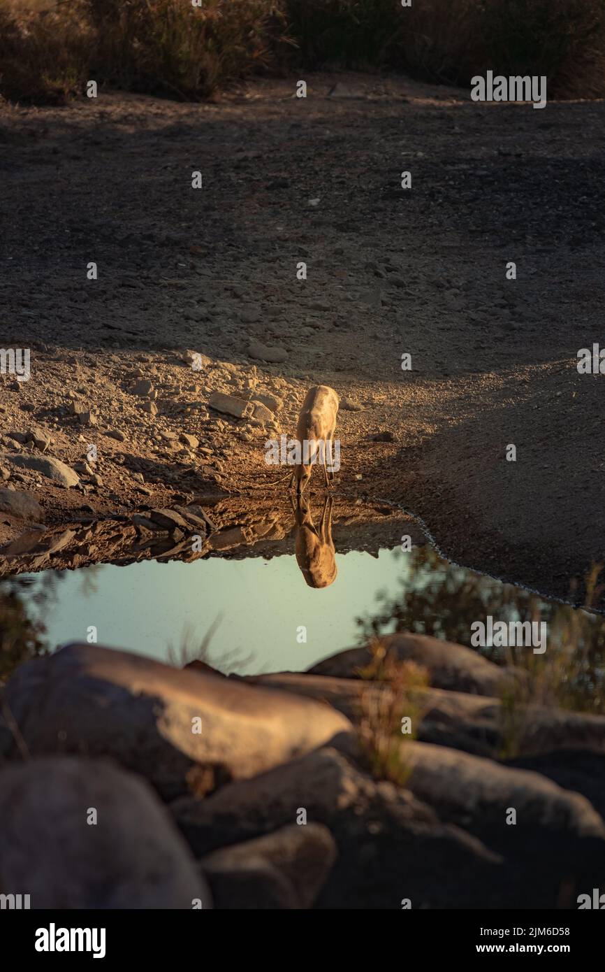 A buck drinking water from the pond in a game reserve in Africa ...