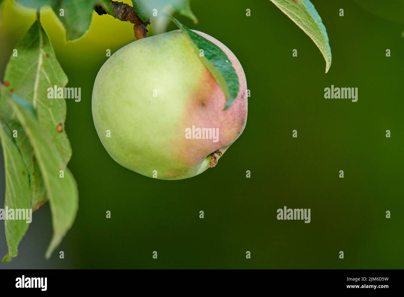 Tasty and beautiful apples. A photo of tasty and beautiful apples Stock ...