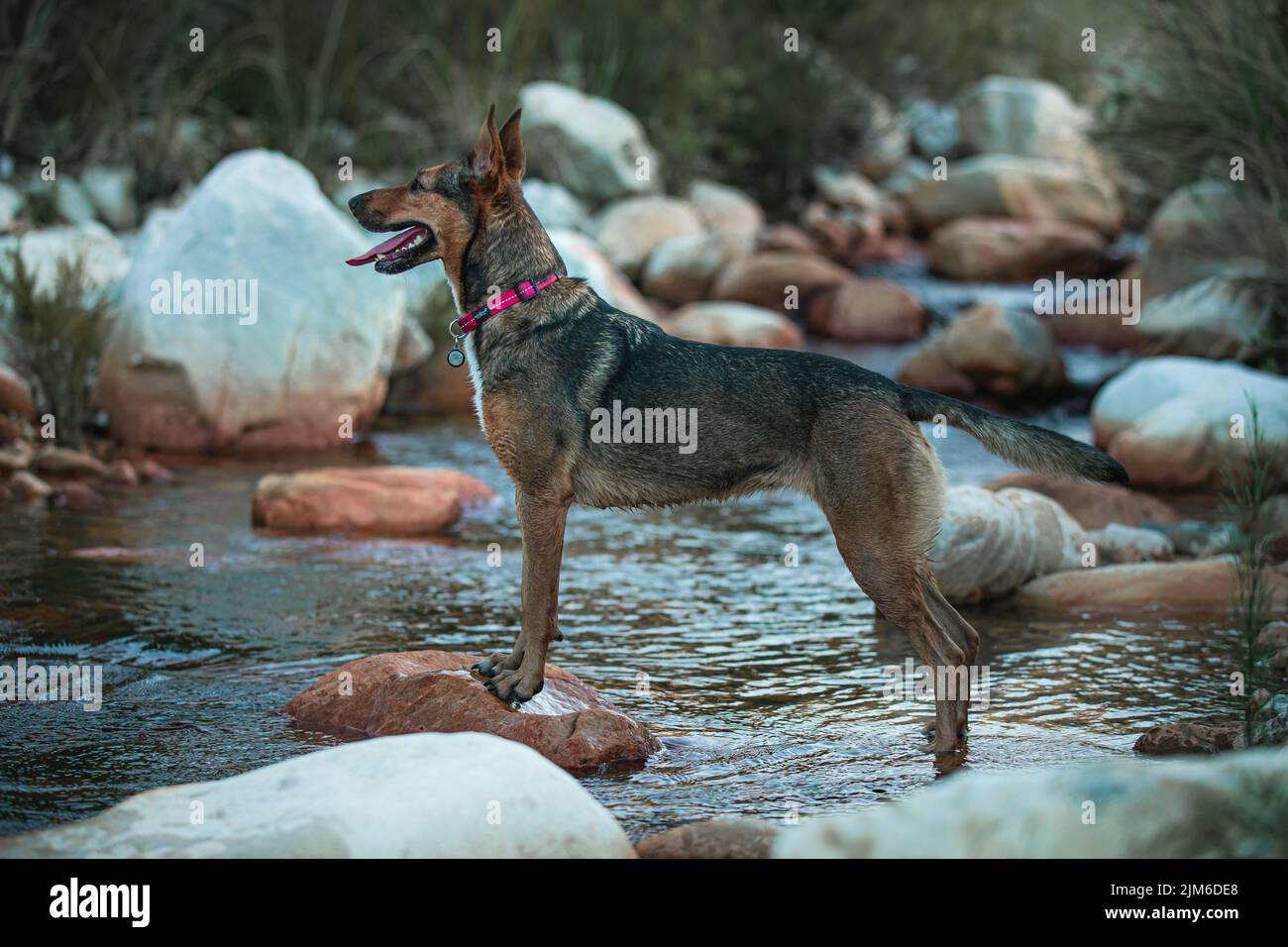 An adorable German Shepherd on river rocks Stock Photo - Alamy