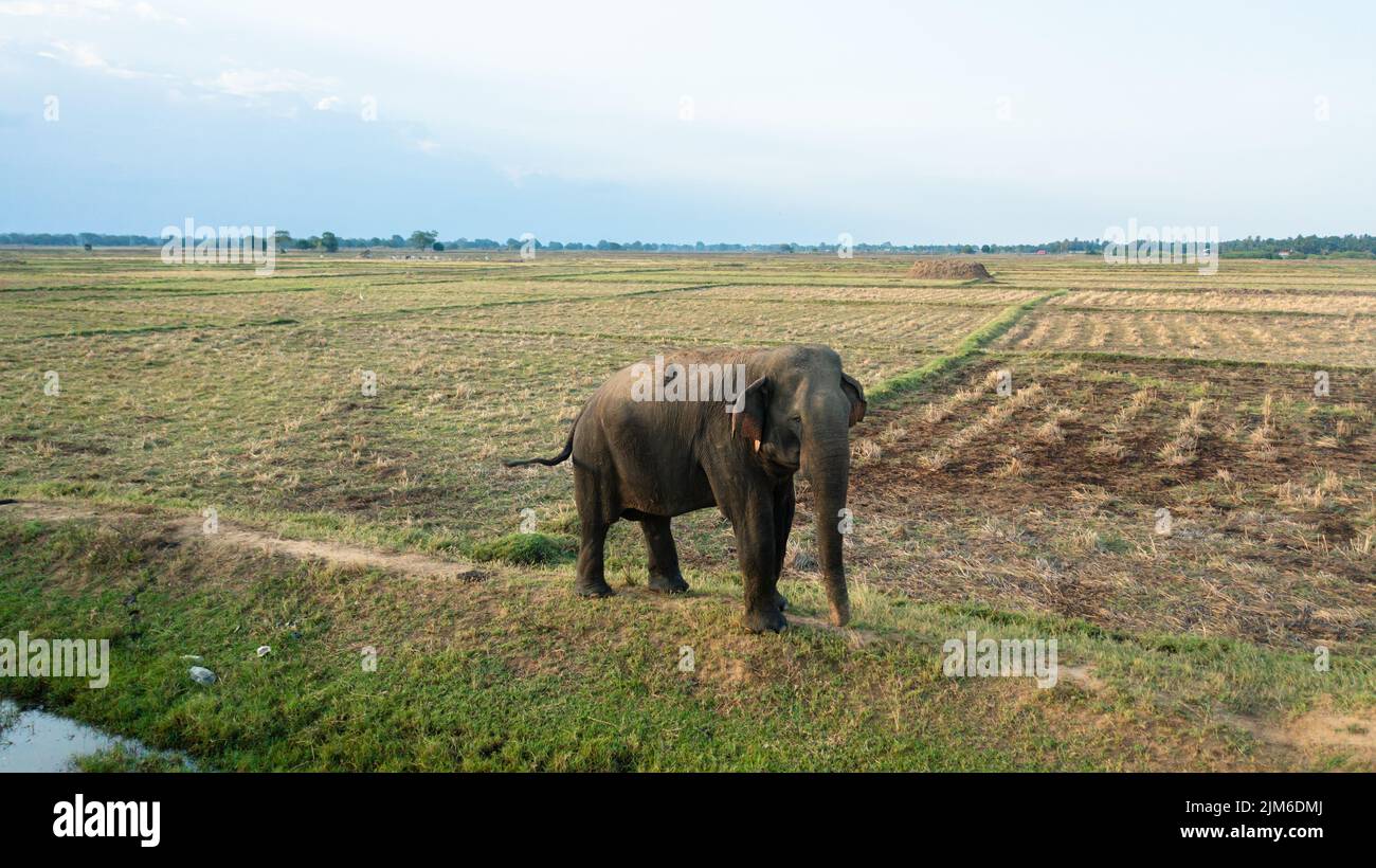 Elephant on farm land in the rural area. Arugam Bay Sri Lanka Stock ...