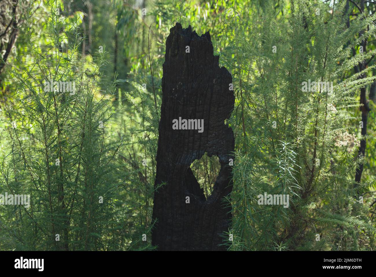 Burned tree hi-res stock photography and images - Alamy