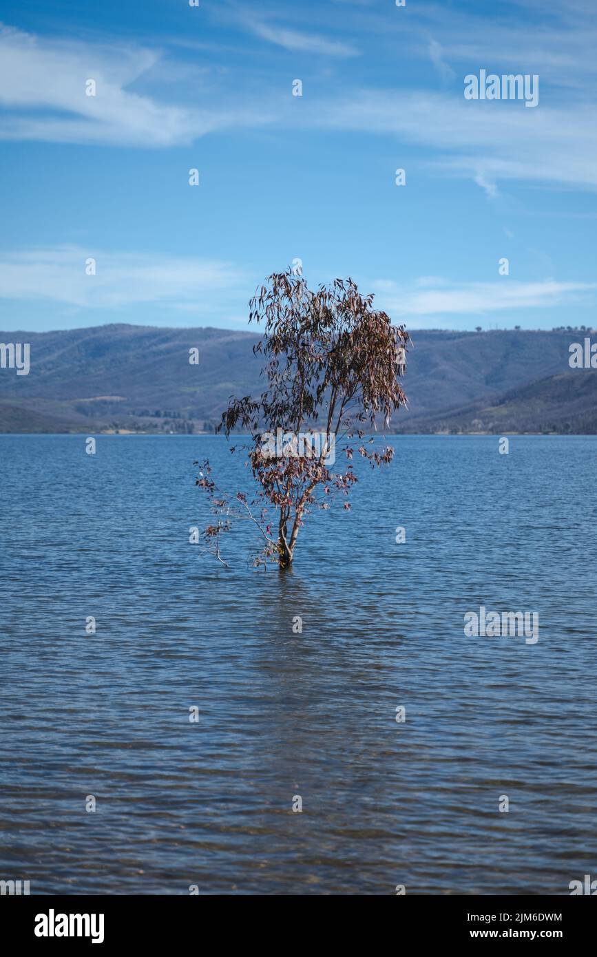 A natural view of a tree growing in a lake in National Park Kosciuzco ...