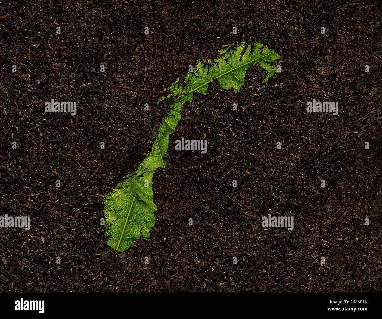 A closeup shot of a Norway map made of green leaves on soil background ...