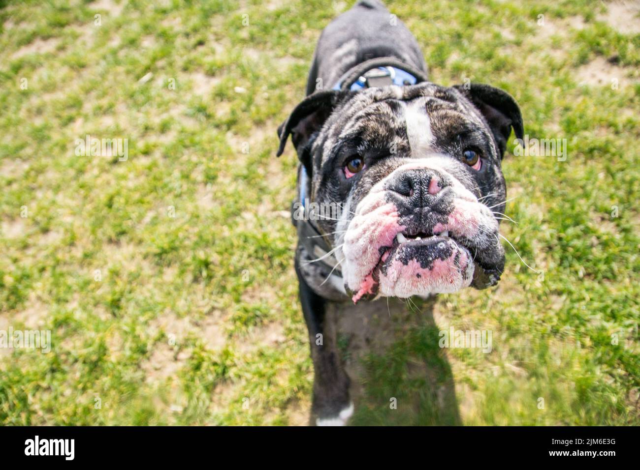 A top view shot portrait of a British bulldog looking up to the camera ...