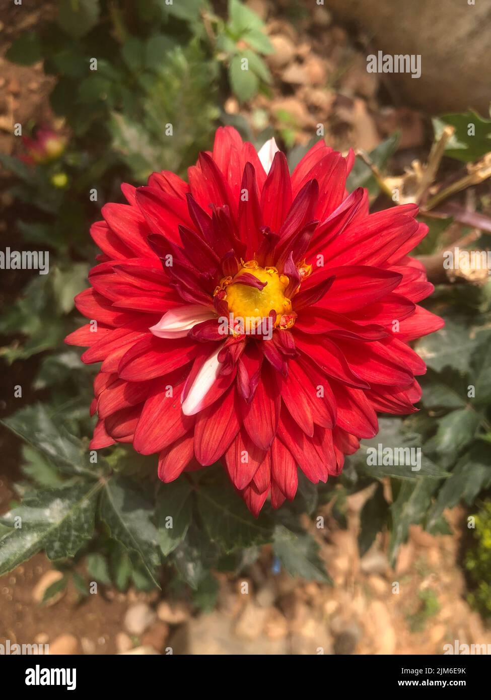 Dahlia Flower, A member of the Compositae (also called Asteraceae ...