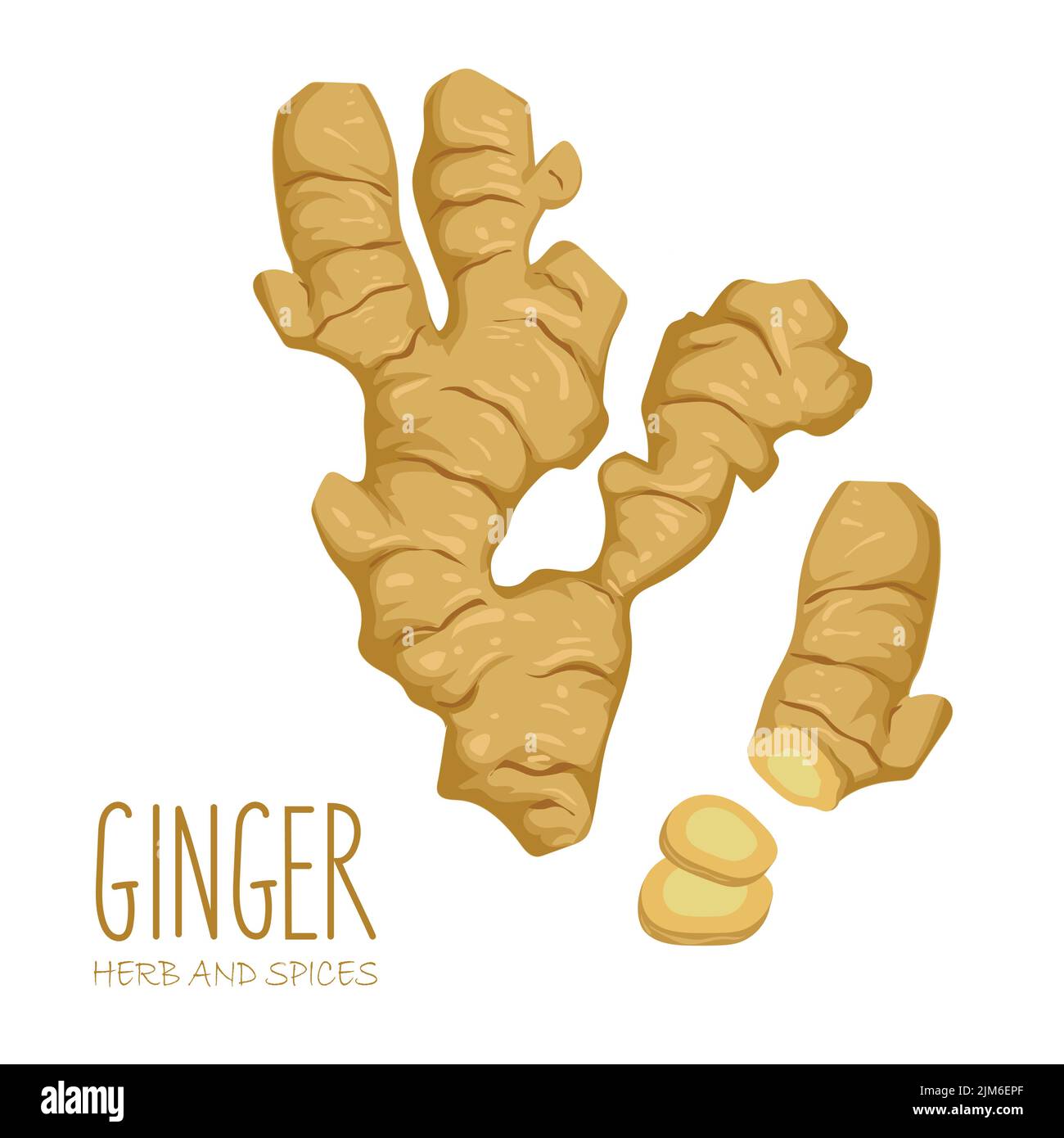 A graphic illustration of a cut ginger isolated on a white background ...