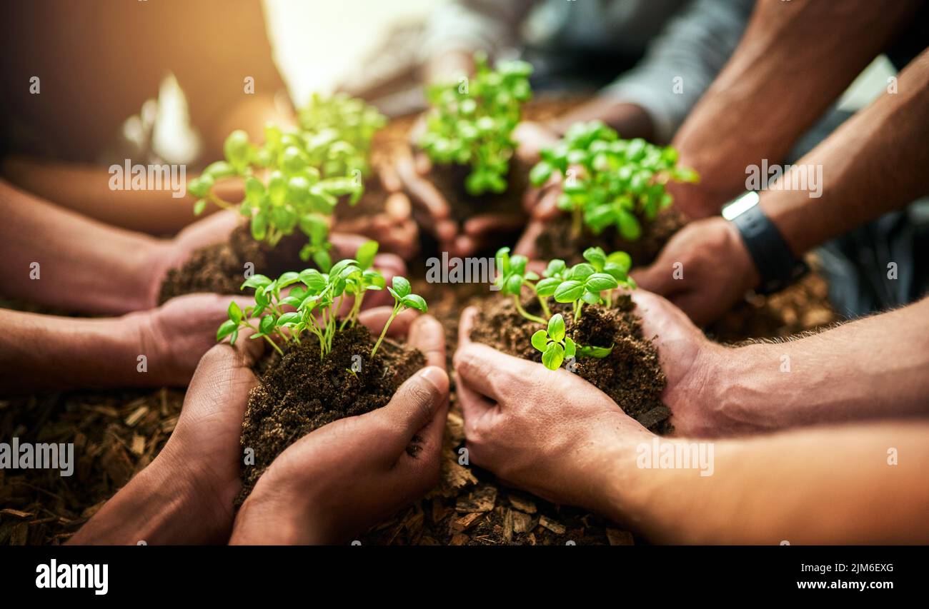 Teamwork and growth with plants in the hands of a group or team of eco ...