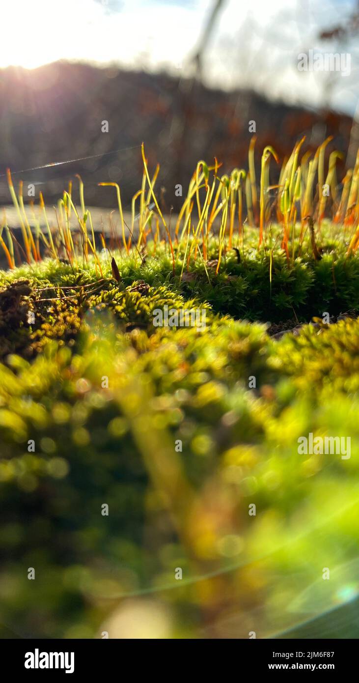 A vertical shot of mosses (phylum bryophyta) under sunlight Stock Photo ...