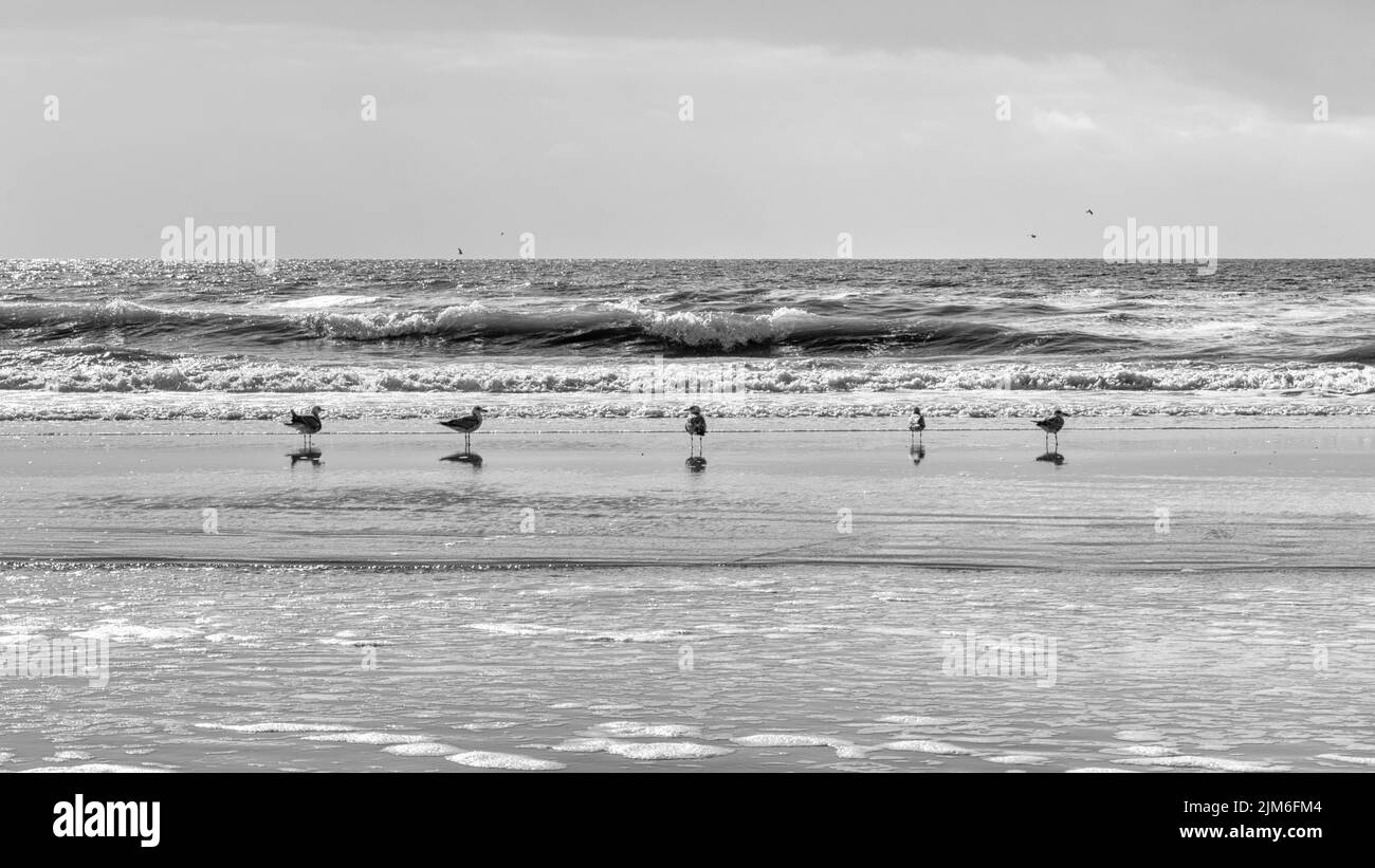 Moewen stehen am Strand und schauen auf das Meer Stock Photo - Alamy