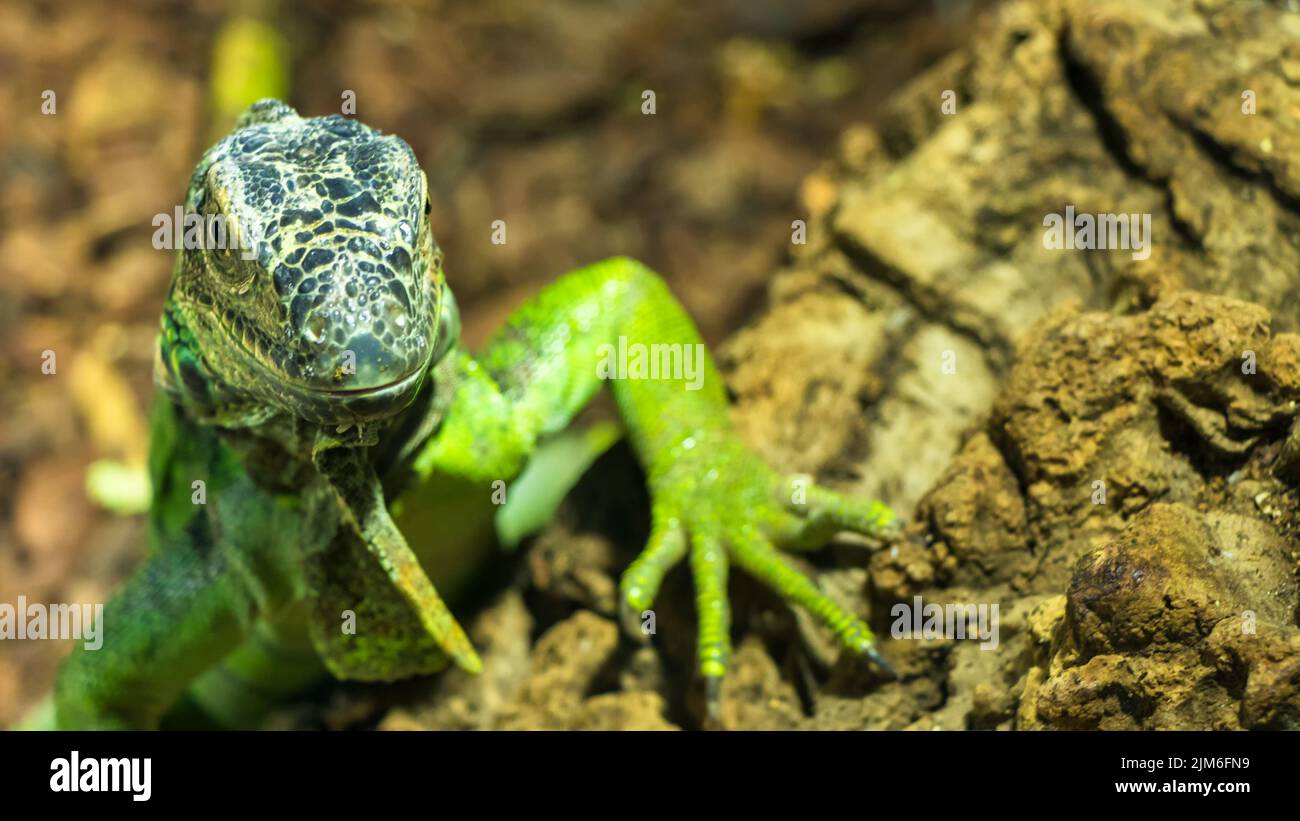 Salzwasser leguan hi-res stock photography and images - Alamy