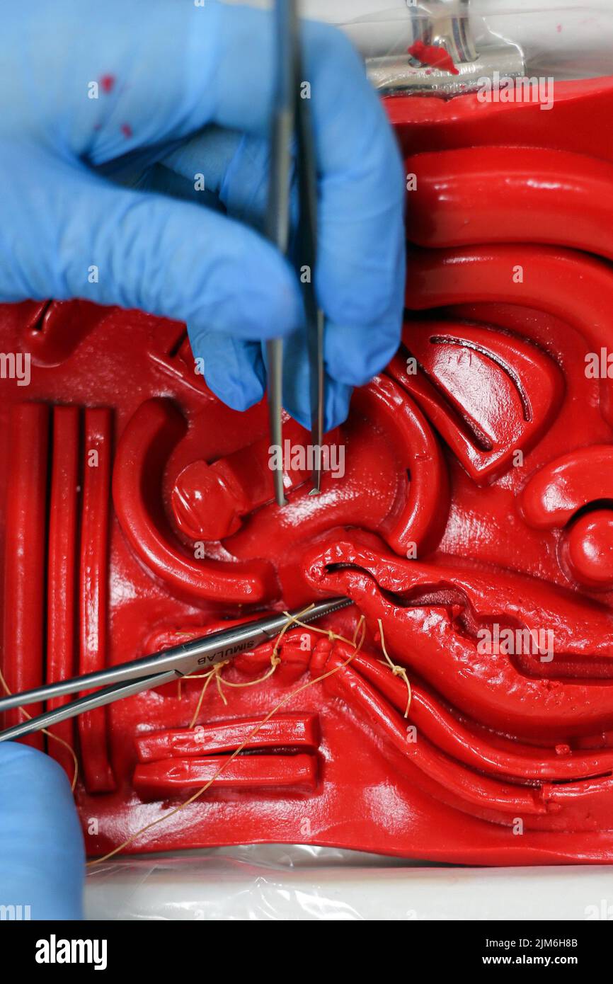 The student's hands are seen doing stitches. HAL patient manikin with ...