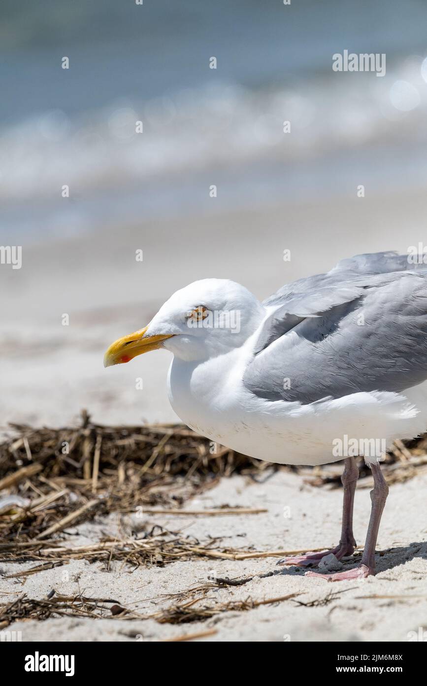 Seagull on Hardings Beach Stock Photo - Alamy