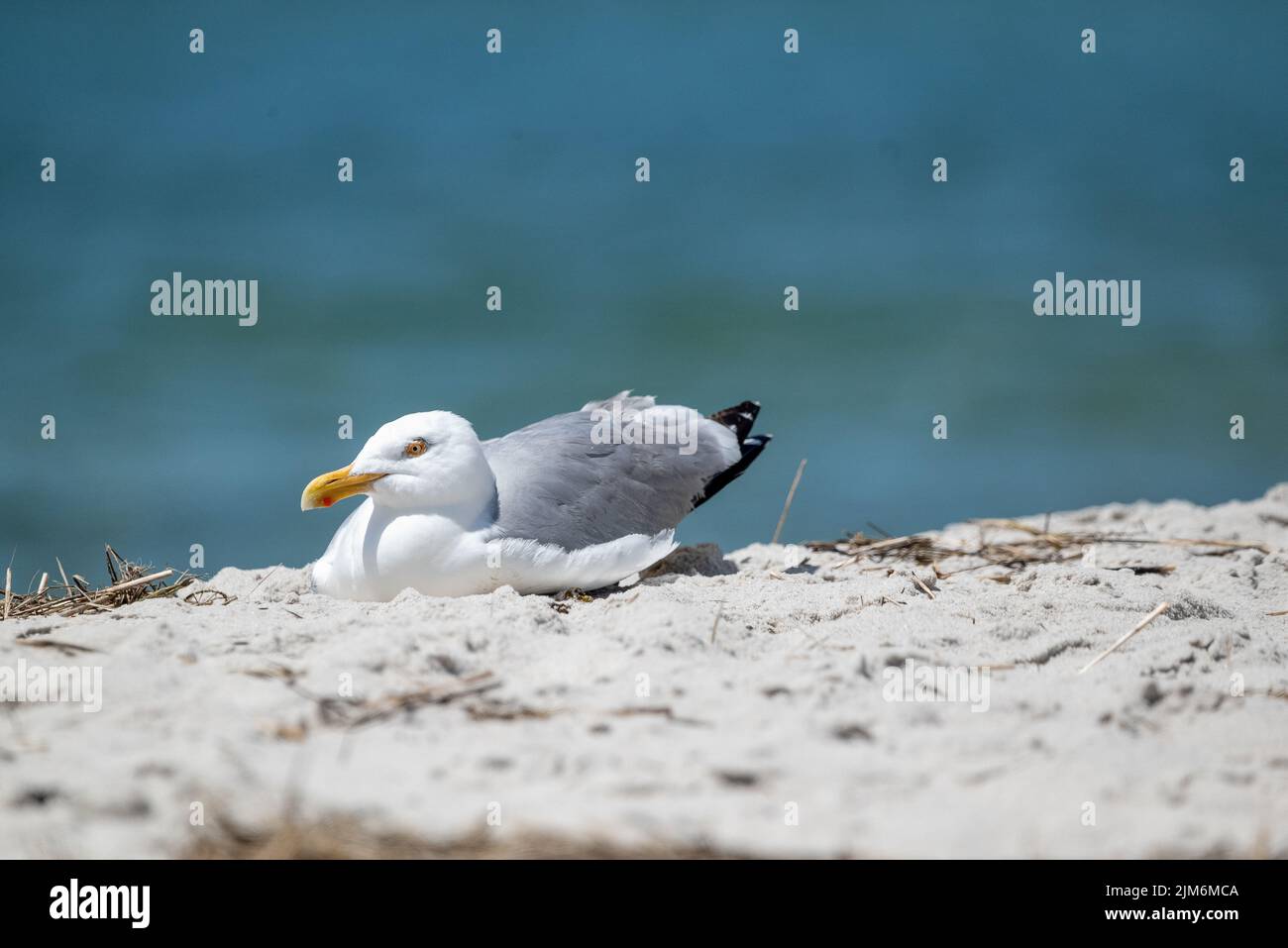 Resting seaagull hi-res stock photography and images - Alamy