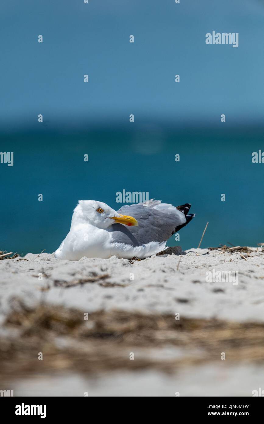 White and gray seagull sitting hi-res stock photography and images - Alamy