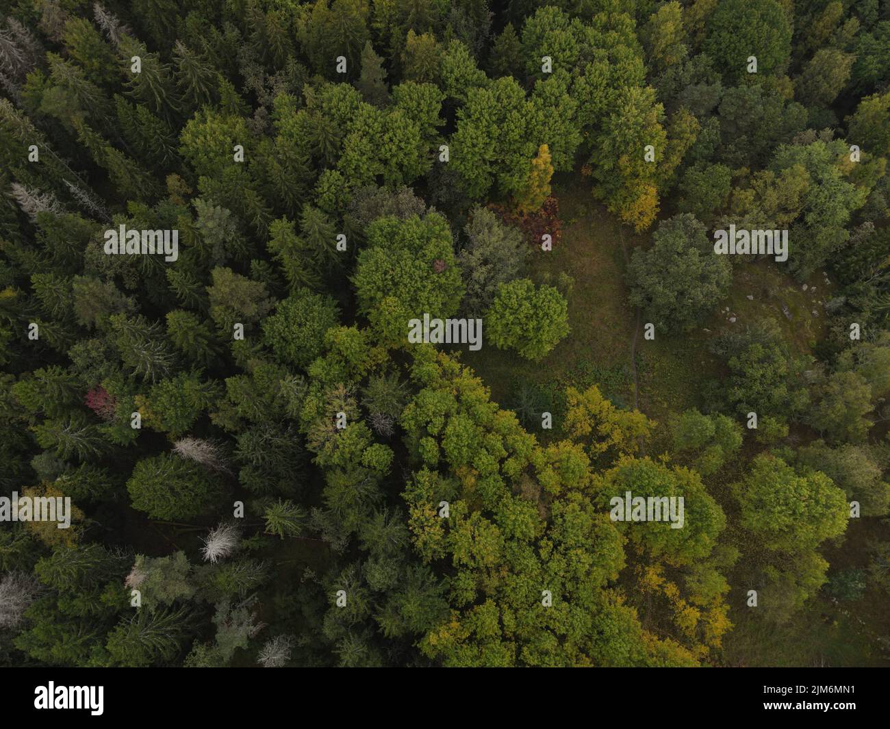 A top down aerial shot of forest Stock Photo - Alamy