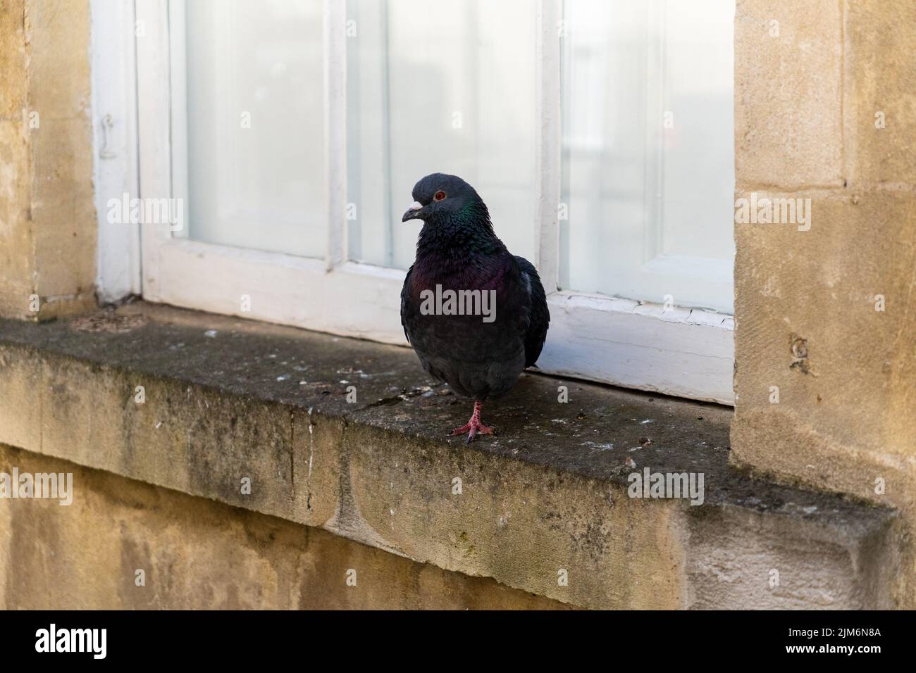A grey pidgeon sat on a Bath Stone window sill of a house in Bath city ...