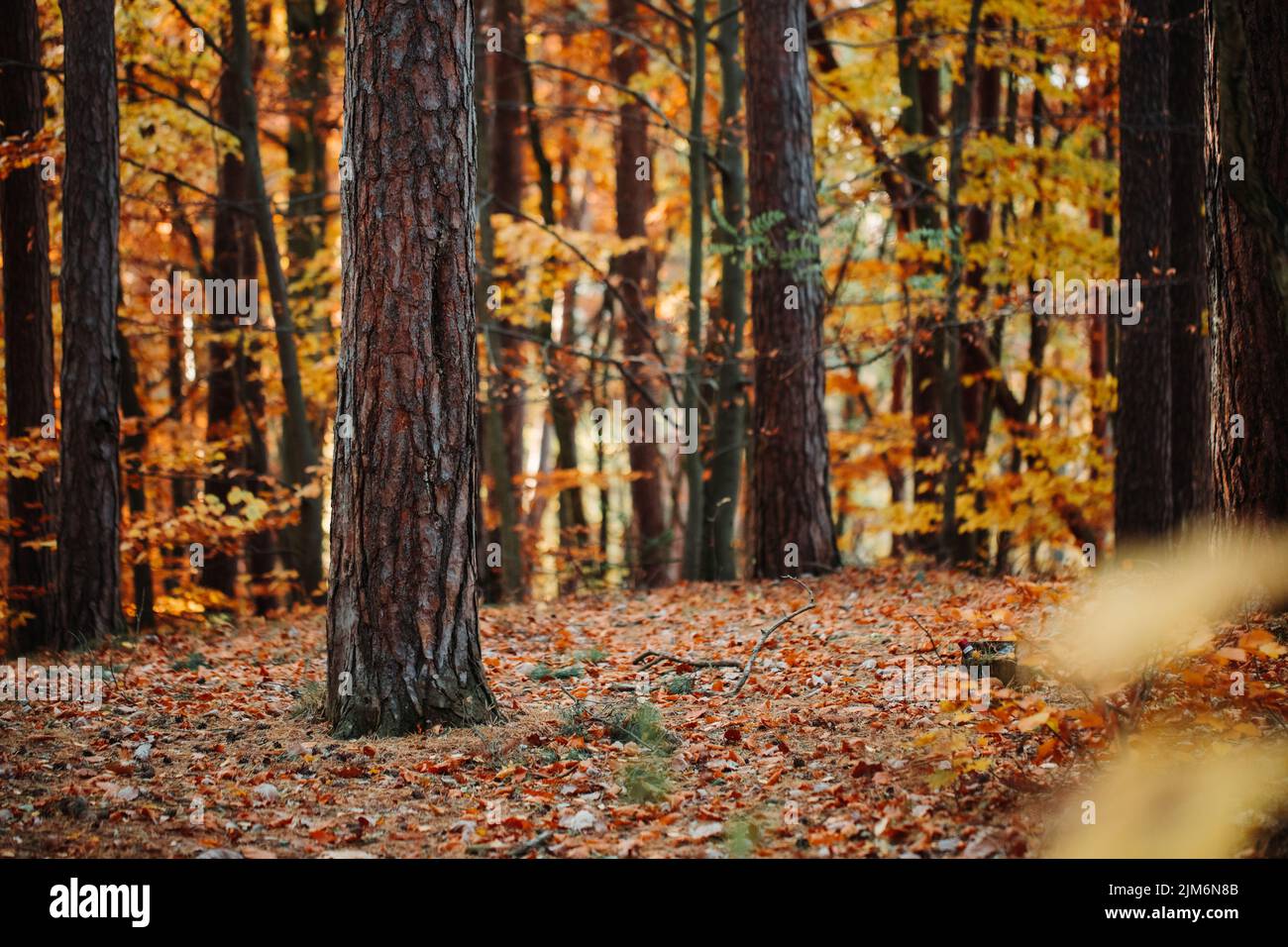 A beautiful forest in fall colors in Poland Stock Photo - Alamy