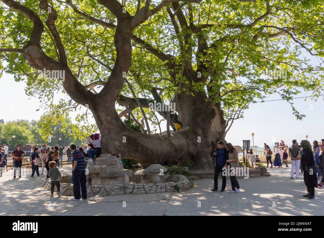 People walking under the famous tree i bursa, turkey Stock Photo - Alamy